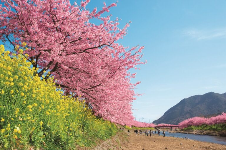 Izu: Cherry Blossom Paradise – Jimmy's Izu Tours